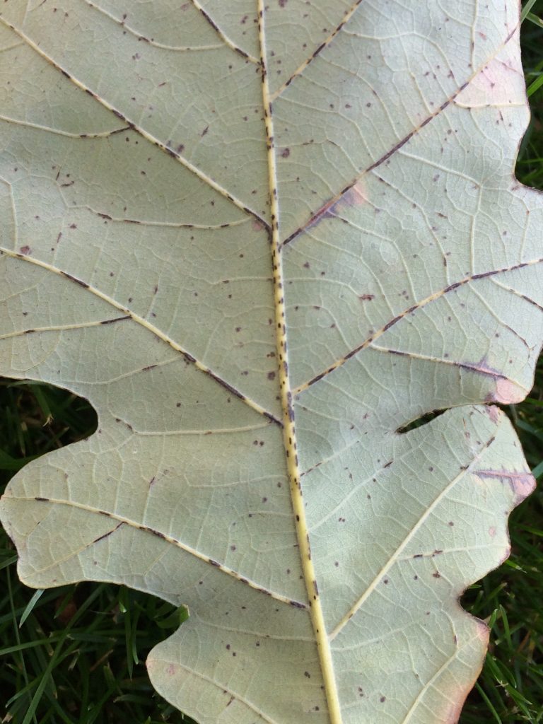 Bur Oak Blight